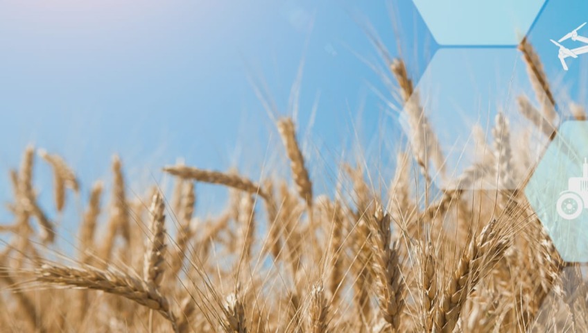 Big Data in agriculture: How to make it work? - N-iX